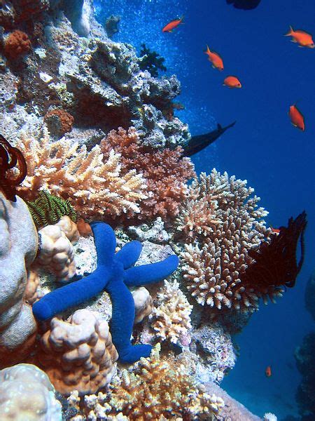 Difference Between Biome And Ecosystem Definition Characteristics
