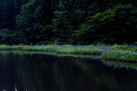 滋賀高島平池カキツバタ風景 PONYの写真缶