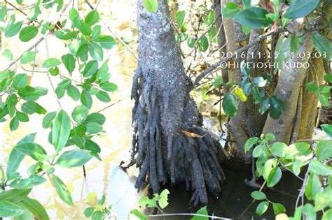 Cairns Nature Album Mangroves Bruguiera Sexangula