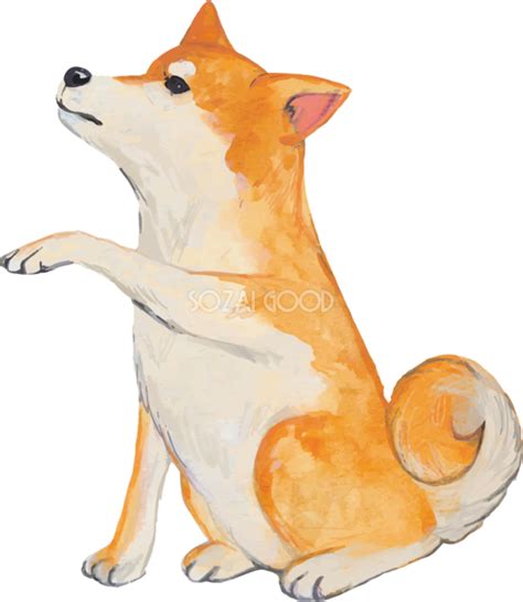 柴犬のお手 リアル手書き風無料イラスト81403 素材good
