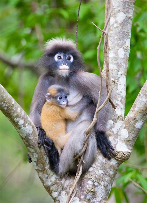 Dusky Langur Spectacled Langur Sounds Wild Ambience