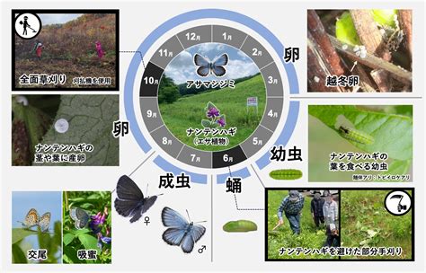 草原性絶滅危惧チョウ類と生息環境の保全方法を解明アサマシジミ北海道亜種の生活史を踏まえた草刈りの有効性を実証 テックアイ生命科学