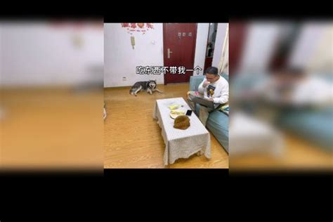 狗子：是我肤浅了，我从未见过比我还能吃臭东西的人… 东西