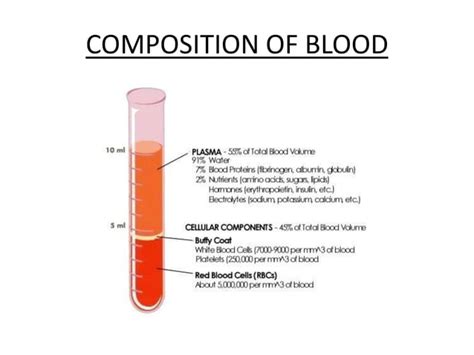 Powerpoint Circulatory System