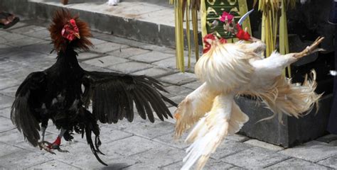 Gallo Mata A Su Dueño De Un Cuchillazo Durante Pelea Clandestina