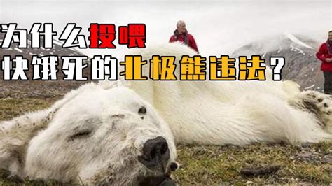 为什么投喂快要饿死的北极熊，是违法行为？投喂野生动后果多可怕 Youtube