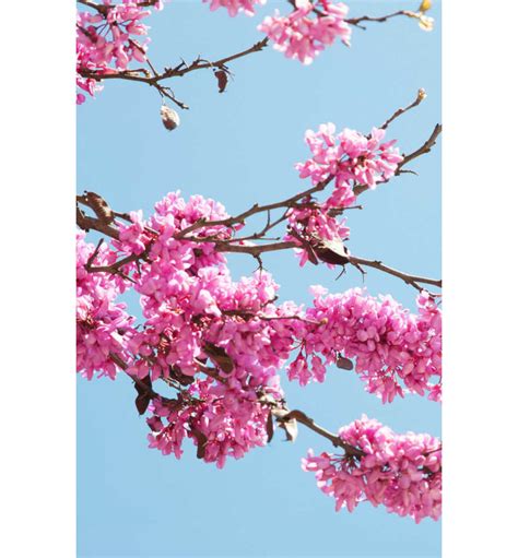 Cercis siliquastrum cépée Arbre de Judée cépée Chlori