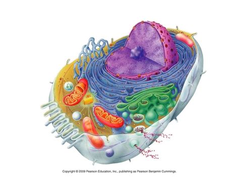 Parts Of The Cell Anatomy And Physiology Quiz