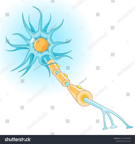Nodes Of Ranvier 178 Images Photos Et Images Vectorielles De Stock