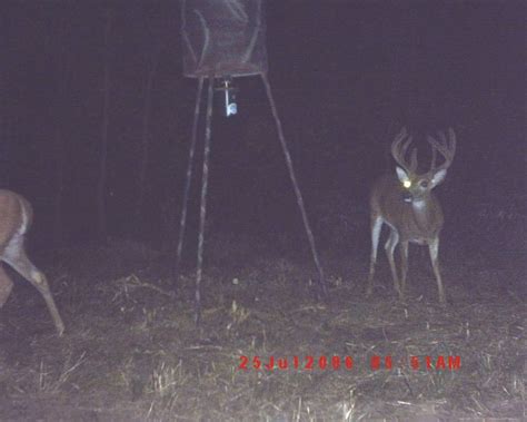 Latest Cam Pics Archery Talk Forum