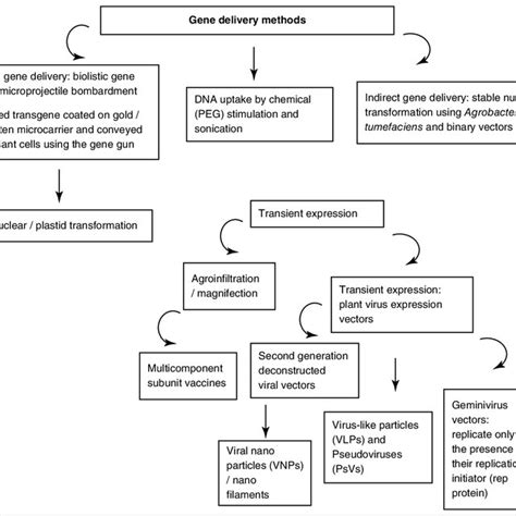 Plant Based Recombinant Pharmaceuticals An Overview Of Genetic