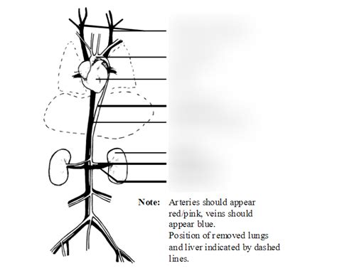 Diagram Of Bio Lab 5 Rat Part 6 Quizlet