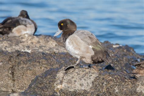 Greater Scaup Aythya Marila Mariloides Flickr