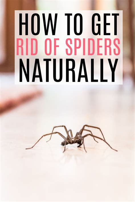 How To Get Rid Of Spiders Artofit