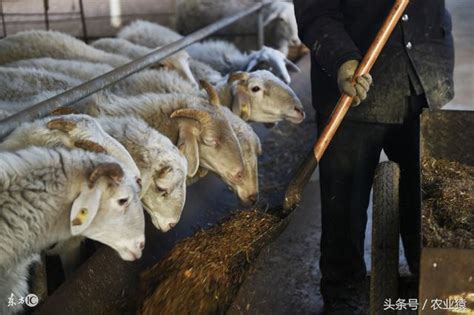 肉羊的飼養管理技術 每日頭條
