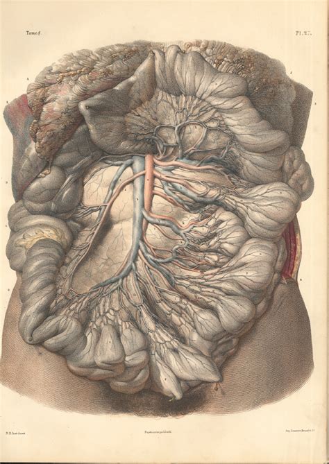 Research Of Artistic Anatomy Referece Bourgery Jean Baptiste Marc