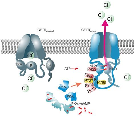 Frontiers Role Of Protein Kinase A Mediated Phosphorylation In Cftr