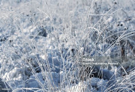 자연 겨울 배경 겨울 풍경 서리와 눈으로 뒤덮인 잔디가 클로즈업됩니다 겨울 자연의 아름다운 전망 서리 매크로 사진 냉동 잔디