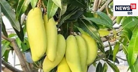 दशहरी का बाप है बनाना मैंगो आम या केला किसका आता है स्वाद कहां से