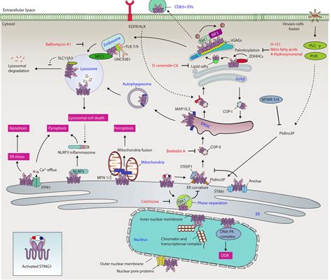 Frontiers Sting1 In Different Organelles Location Dictates Function