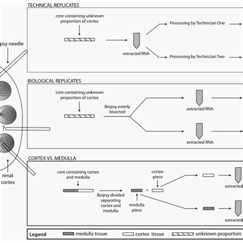 diagram showing the sampling strategy for the technical replicate