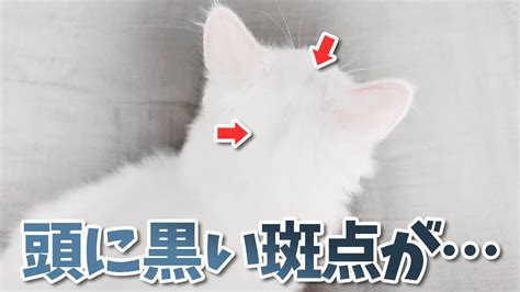 【白猫限定】キトンキャップを知ってますか？ Youtube