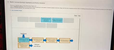 part g conclusion synthesis hypothalamus and