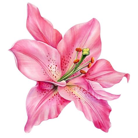 Pink Lily Flower Art