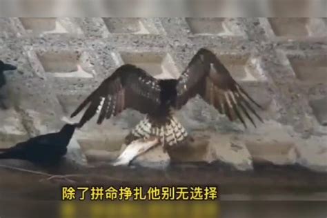 乌鸦竟然敢对老鹰大战，老鹰竟然被打的毫无反手之力，带你了解老鹰大战乌鸦