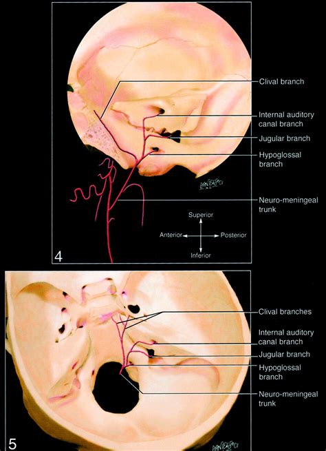 Pharyngeal Canal Skull