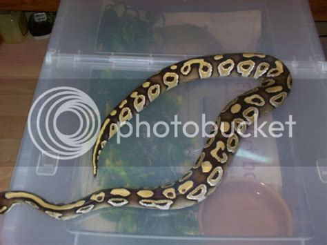 Mojave Royal Python Reptile Forums