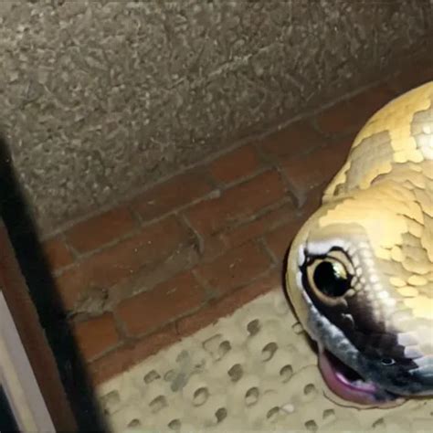 Ball Python Inside A House Captured By Home Camera Stable Diffusion