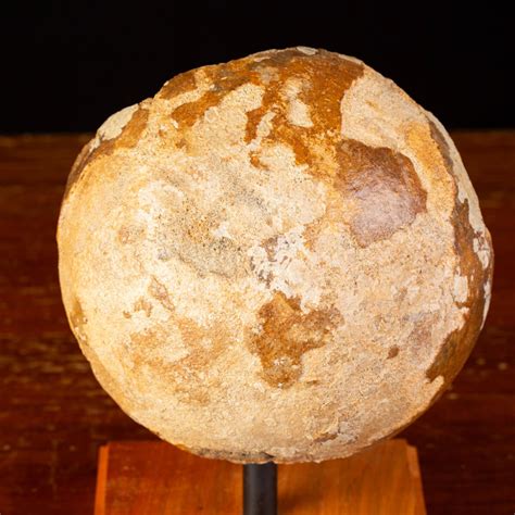 Fossil Mammoth Femur Woolly Mammoth Mmt 60 Fossil Mammoth Femur Woolly Mammoth Mmt 60