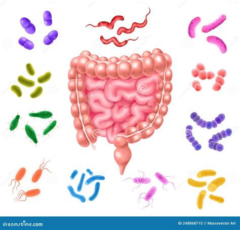 Human Colon Bacterial Flora Set Stock Vector Illustration Of