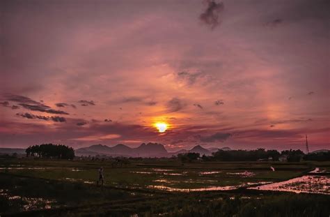 Pemandangan Senja Di Sawah Foto Pemandangan Hd My Xxx Hot Girl