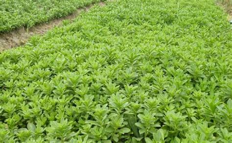 高钙菜的功效与作用 中药视野 中医 99健康网