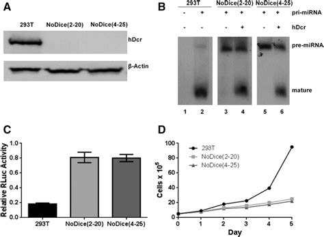 Figure 1 From Derivation And Characterization Of Dicer And Microrna Deficient Human Cells