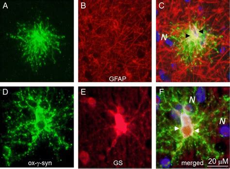 Oxi γ Syn Positive Cells With Long Processes Are Identified As Download Scientific Diagram
