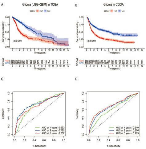 Genes Free Full Text High Expression Of Cdca7 In The Prognosis Of