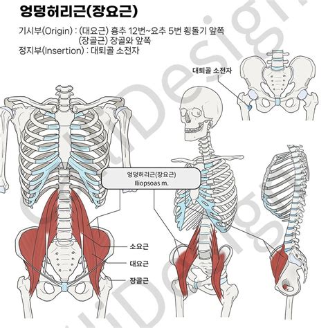 함께근육공부 시즌2 근육별기시정지 엉덩허리근장요근기시정지 캘리디자인 메디컬일러스트와 함께 차근차근 근육공부 해보아요~ 시즌1