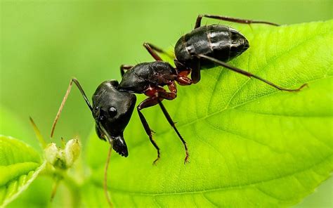 アリをゾンビに変えてしまう寄生生物のあまりにもキモすぎる生態 文春オンライン