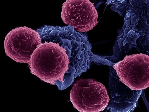 Novel Role For Dendritic Cells Uncovered