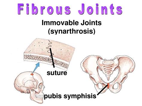 Joints Ch Ppt Download