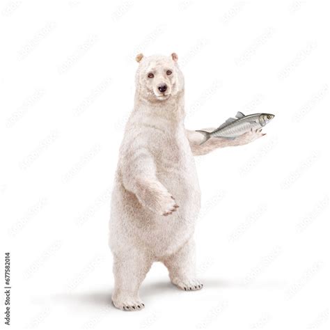 Un Ours Polaire Qui Tiens Un Poisson Chinchard Dans La Main