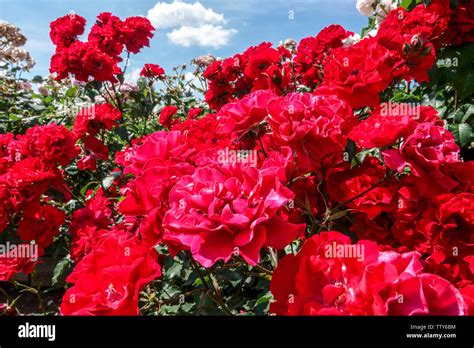Rosa"Roter Korsar" Red Rose bush Stock Photo - Alamy