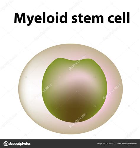 Megakaryocyte Diagram