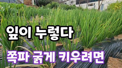 쪽파 굵게 키우려면 지금부터 꼭 관리해야 추비 주는법 Youtube