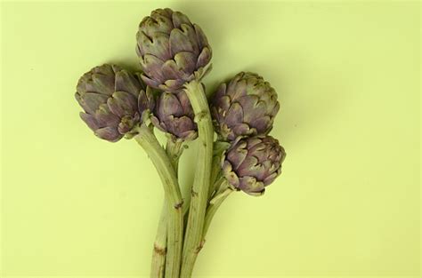 Planta De Alcaucil Para Fondo Foto De Stock Y Más Banco De Imágenes De