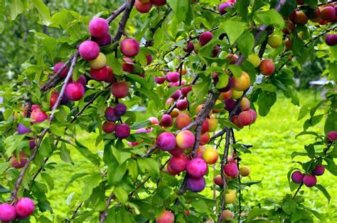 Правильний осінній догляд за сливою посадка обрізка та підживлення дерева