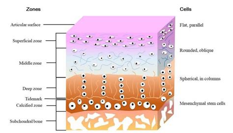 Organisation Structurelle Du Cartilage Articulaire Mature Selon Ng